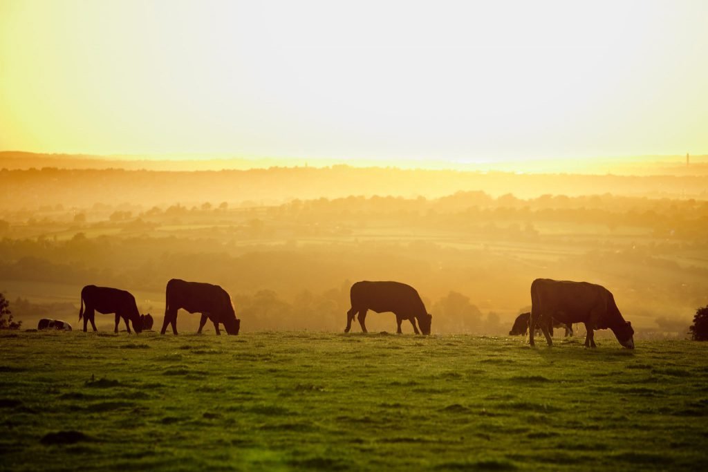 Mogumber Farm | Grass-Fed Beef & Organic Lamb – Barbaro Butchers